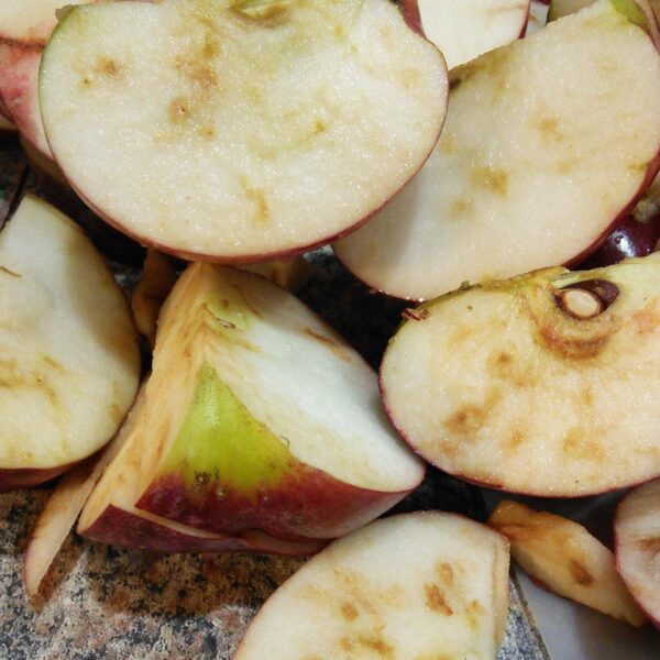 Apple Maggots threaten Corrales Apple Orchards - Seed2Need